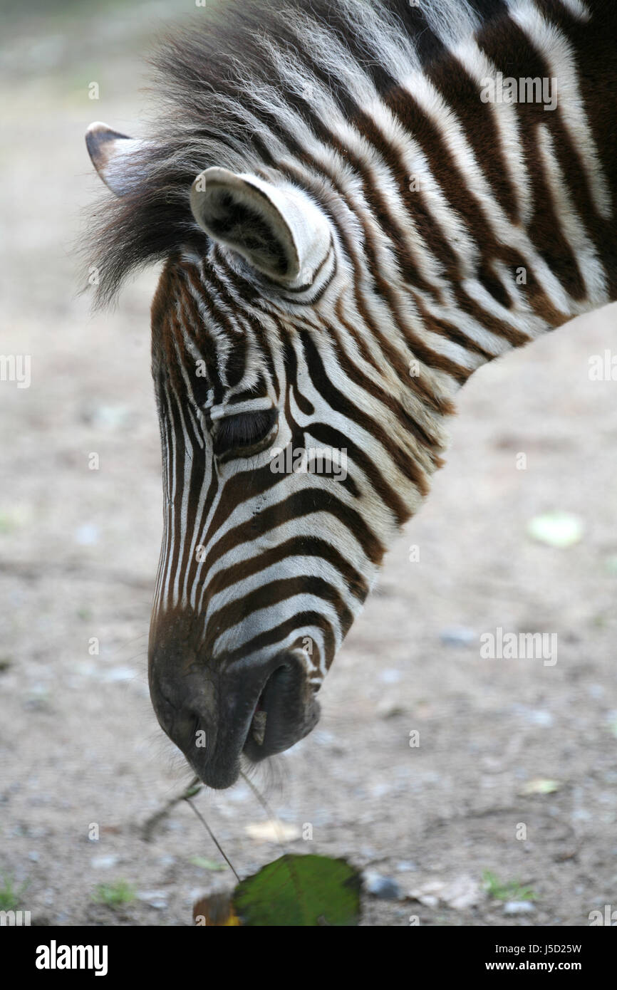 animal mammal africa animals striated zebra mammals zebras horse foal ...