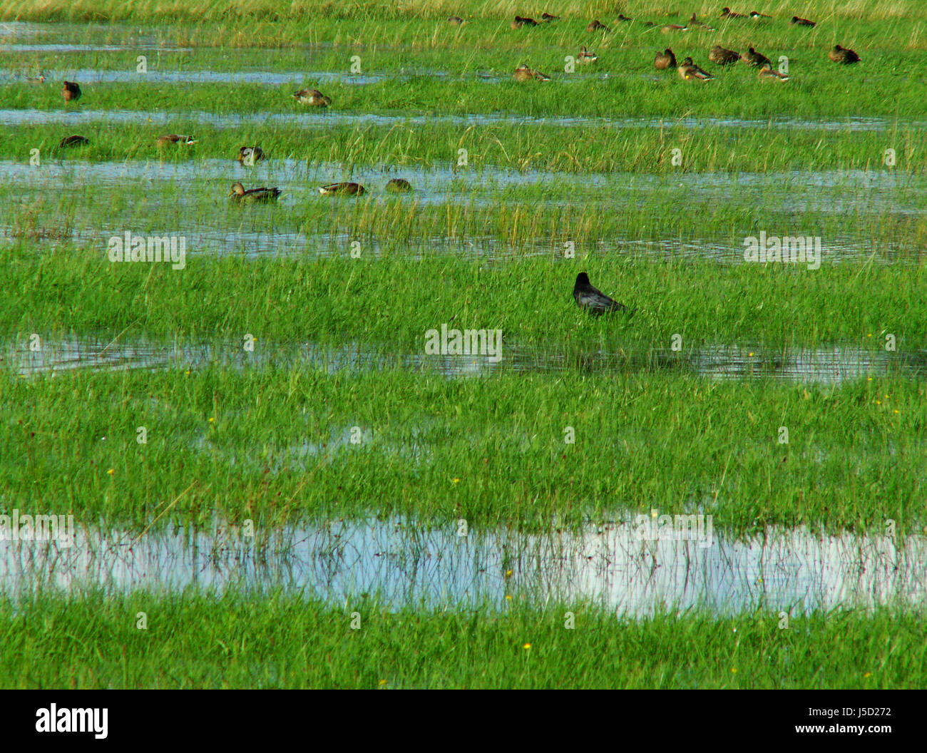 bird birds wet ducks meadow grass lawn green rain raining willow fall ...