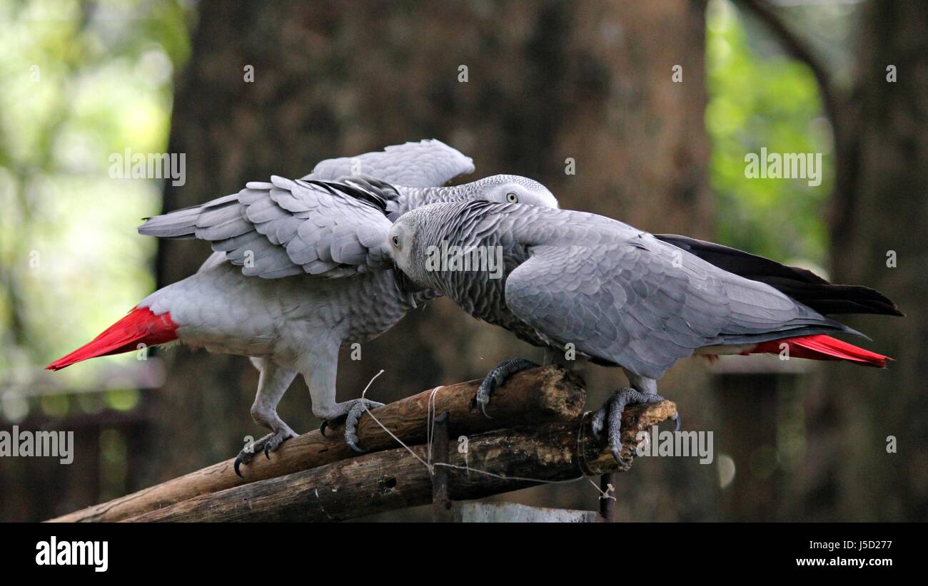 Two red-tailed African grey parrots scratching each other while perched ...