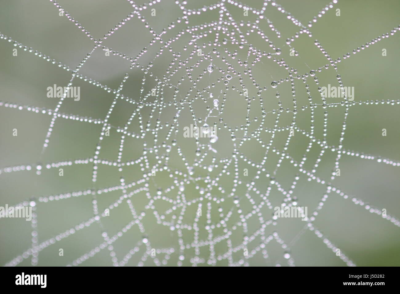 fog spider net dew dewdrop awakening early nature cobweb spiders web ...