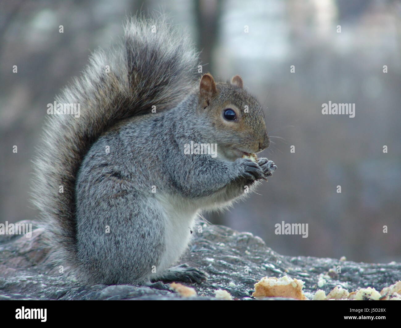 bread park animal usa america squirrel eating eat eats nibble nibbling ...