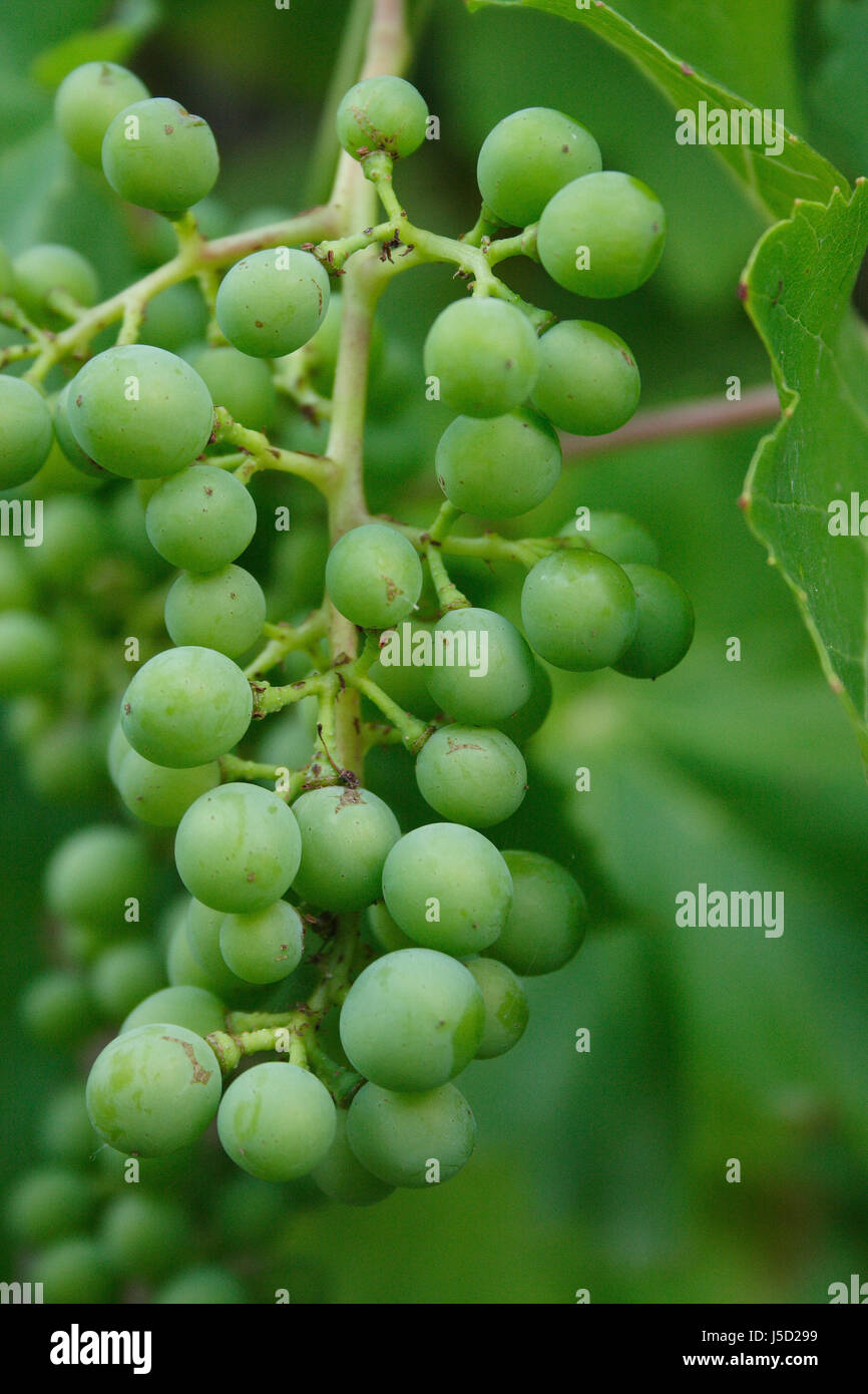 shine shines bright lucent light serene luminous tree trees garden ...