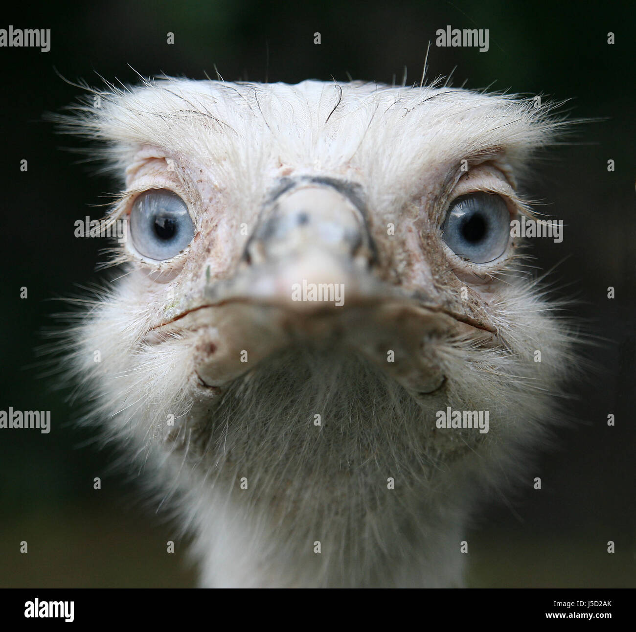 blue bird portrait birds eyes look glancing see view looking peeking ...