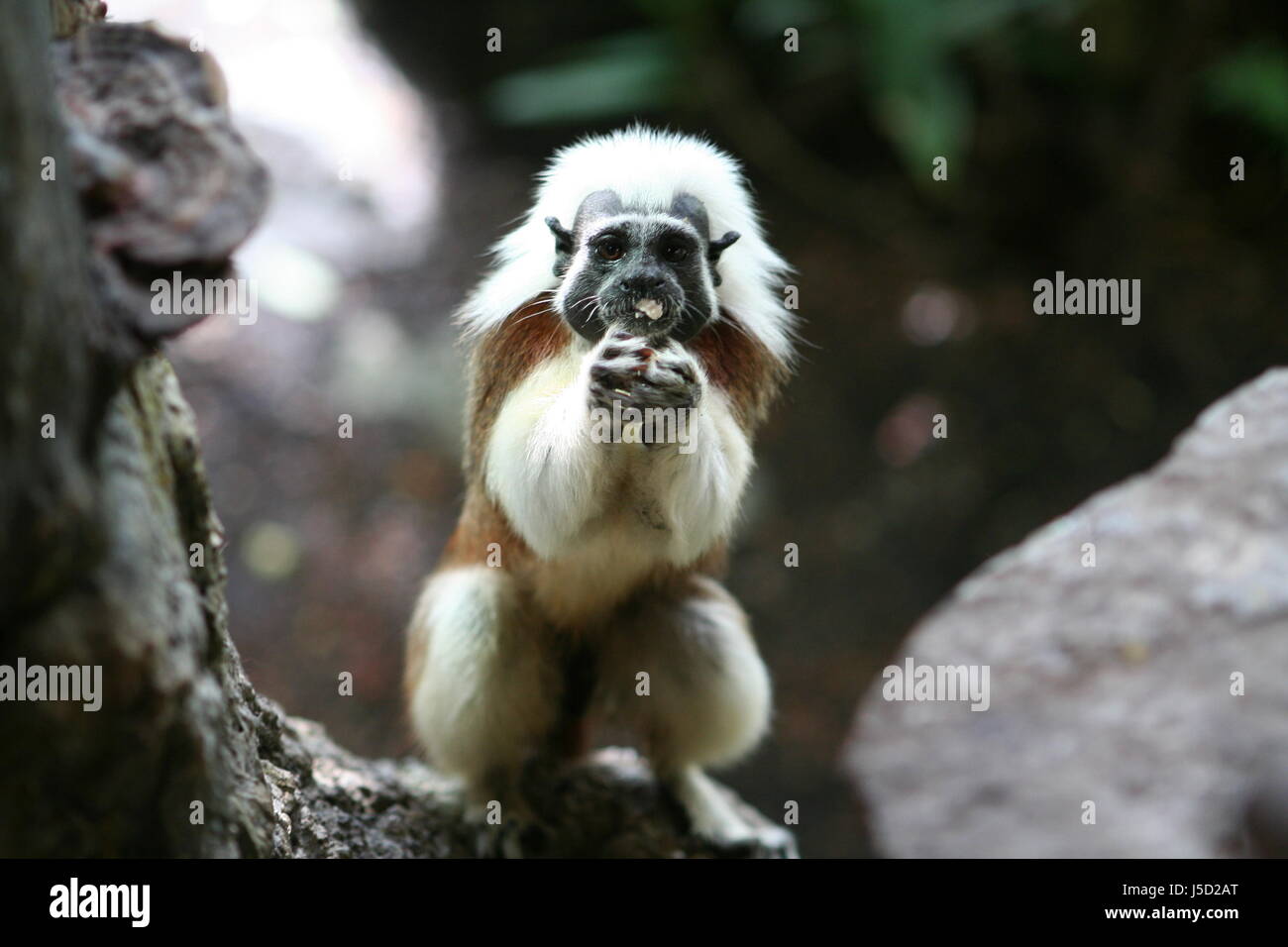 Kleinsuger hi-res stock photography and images - Alamy
