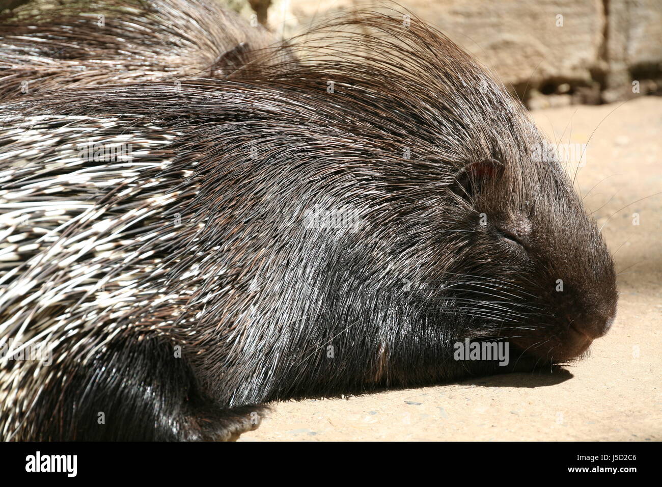 animal mammal black swarthy jetblack deep black rodent blank european ...