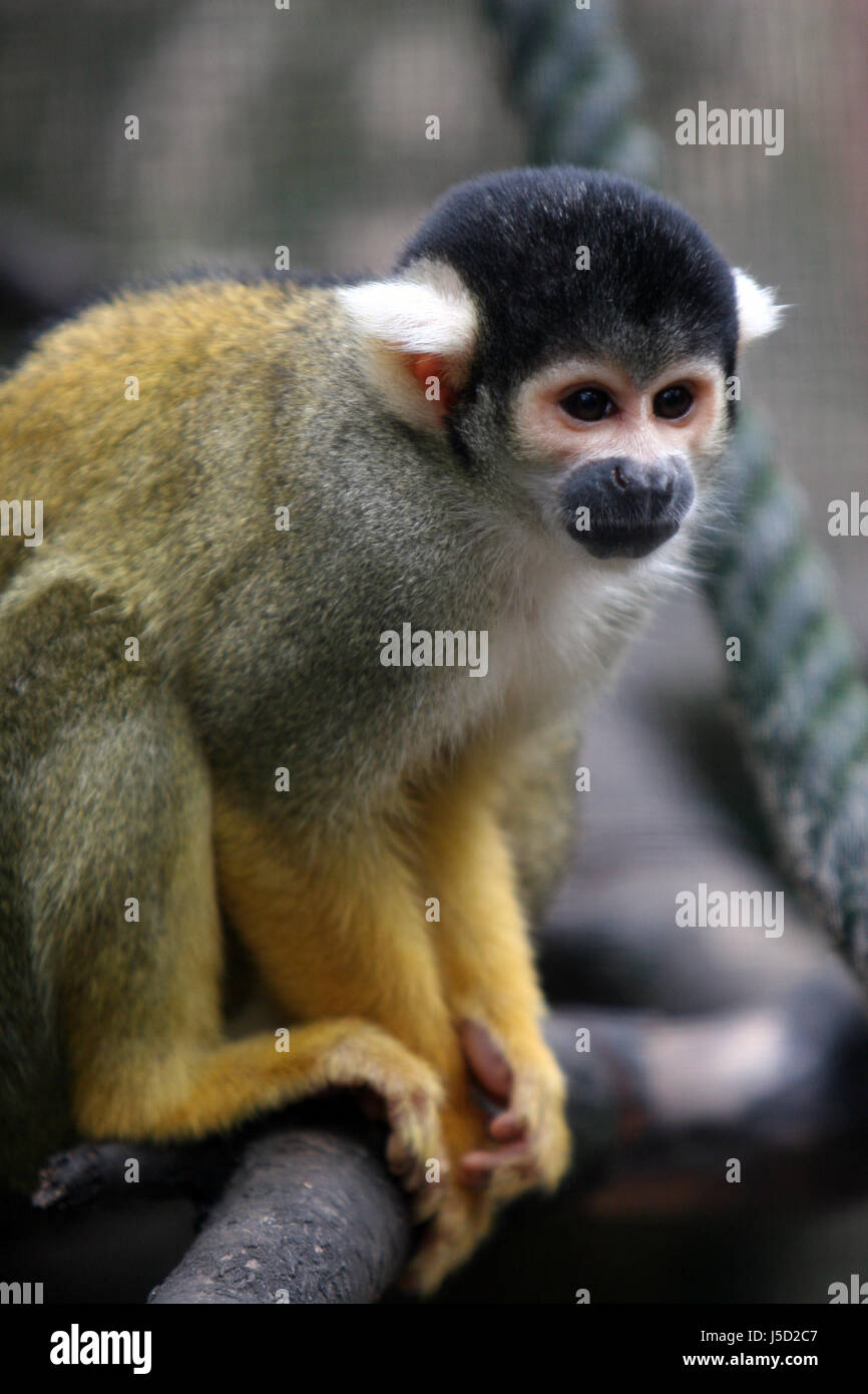 Pippi langstrumpf monkey hi-res stock photography and images - Alamy