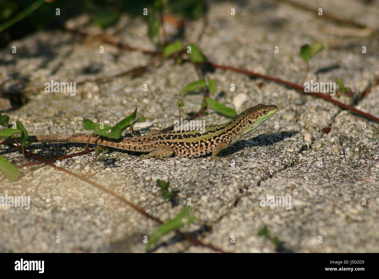 green lizard croatia critters crawler lizards fast quick quickly heat ...