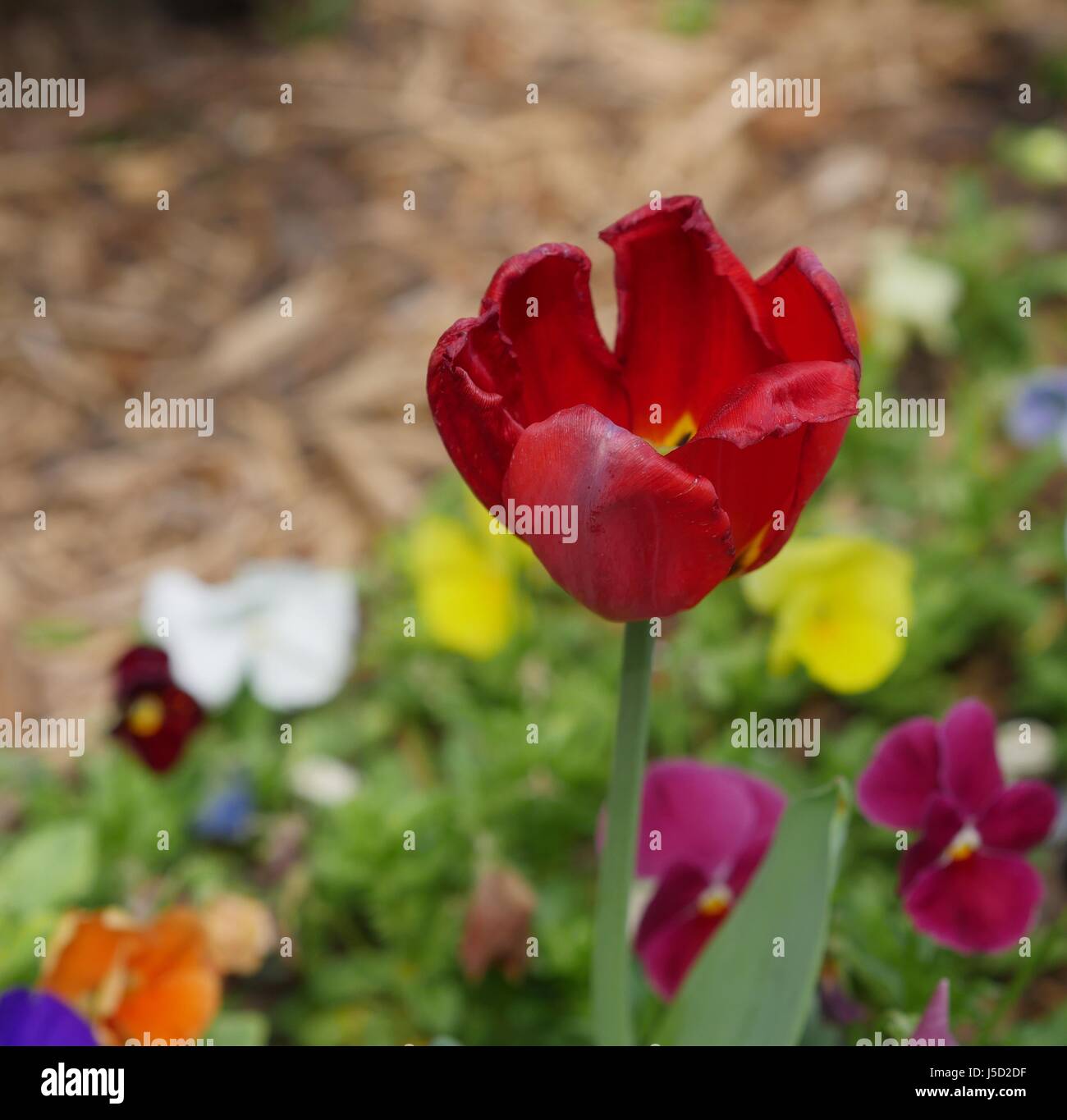 Red tulip bulb, top view close up Close up, top view of a red tulip in ...