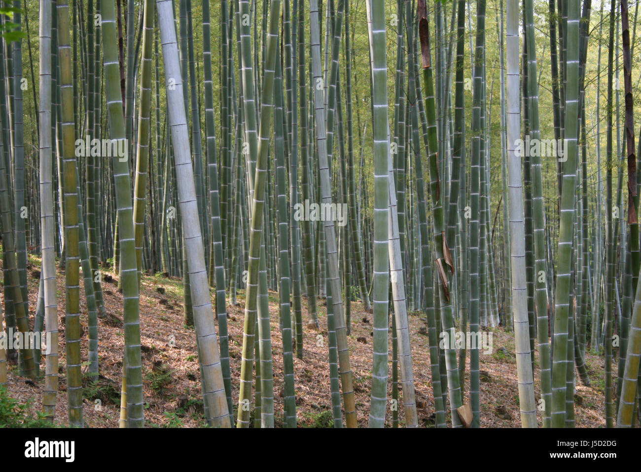 wood asia summer summerly tribes bamboo japan dense traveling trip ...