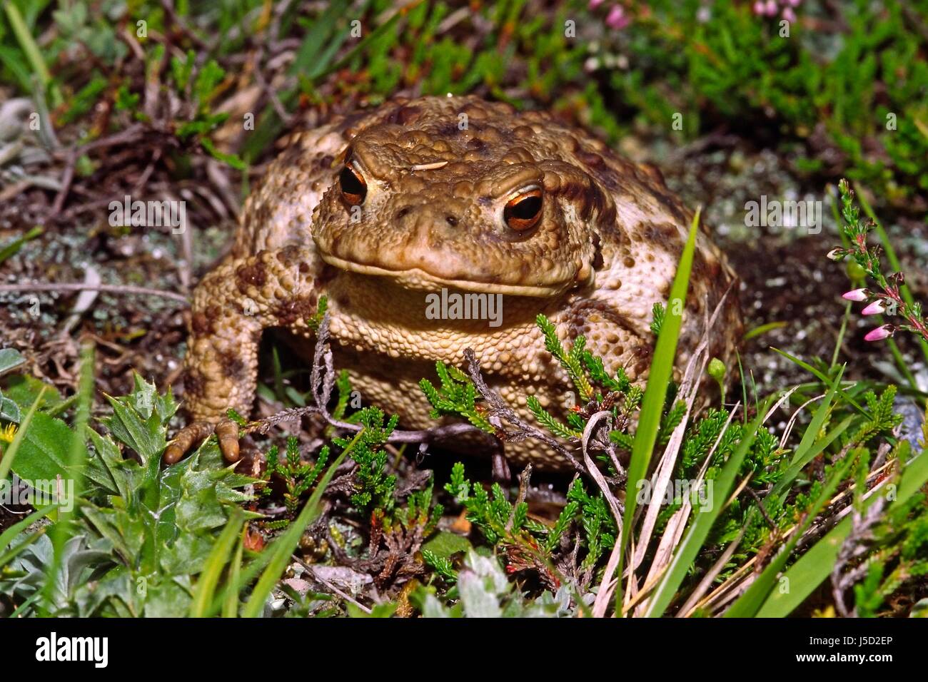 amphibians tired toads amazed calm toad erdkrte bufo bufo common toad ...