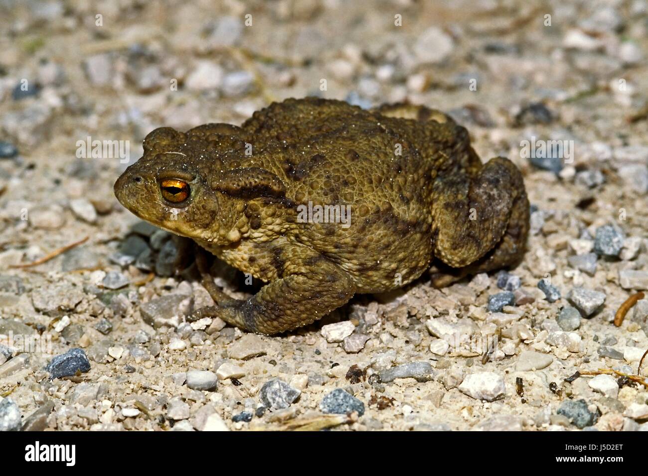 amphibians,toads,toad,dark,erdkrte,bufo bufo,common toad,am erdboden ...