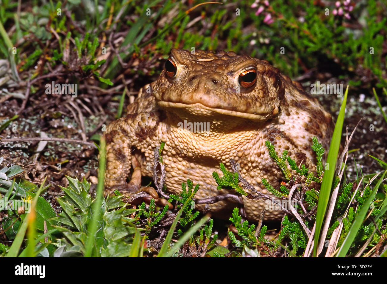 common toad,bufo bufo Stock Photo - Alamy