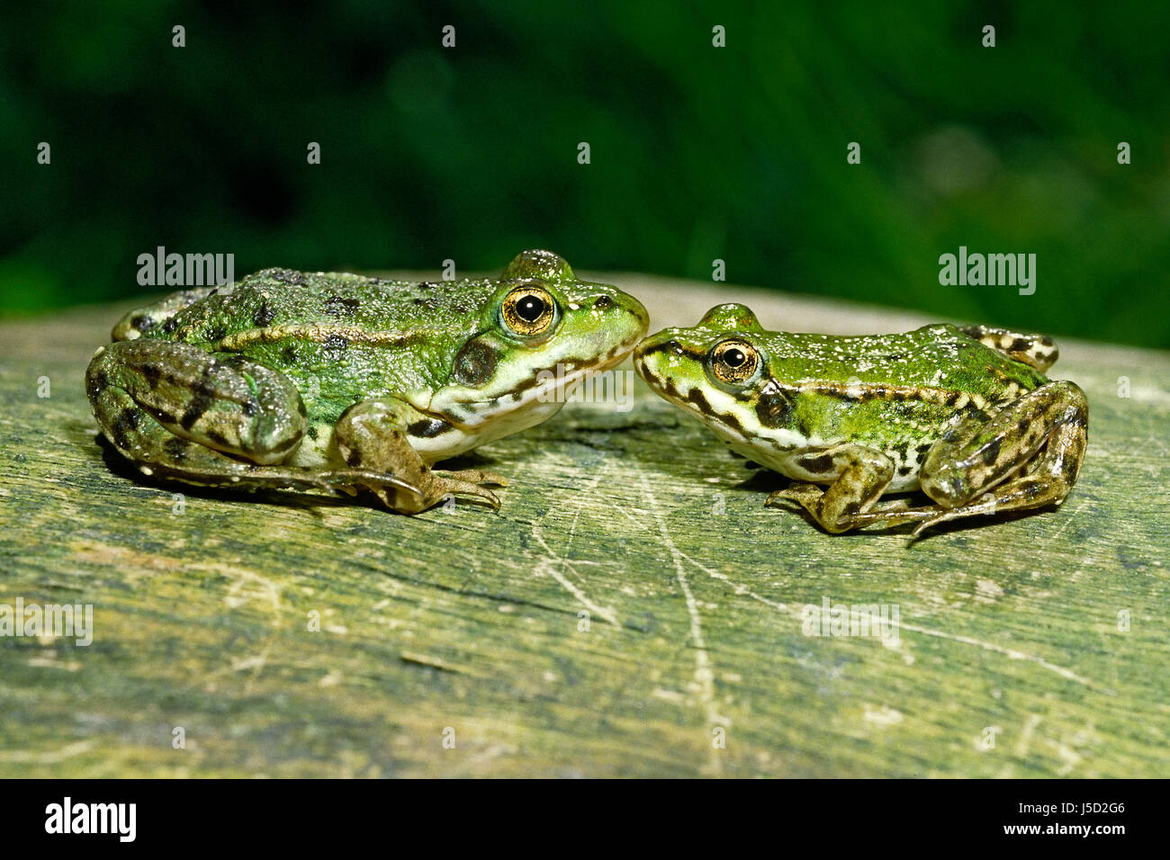 entertainment suns communication amphibians frog habitat frogs married ...