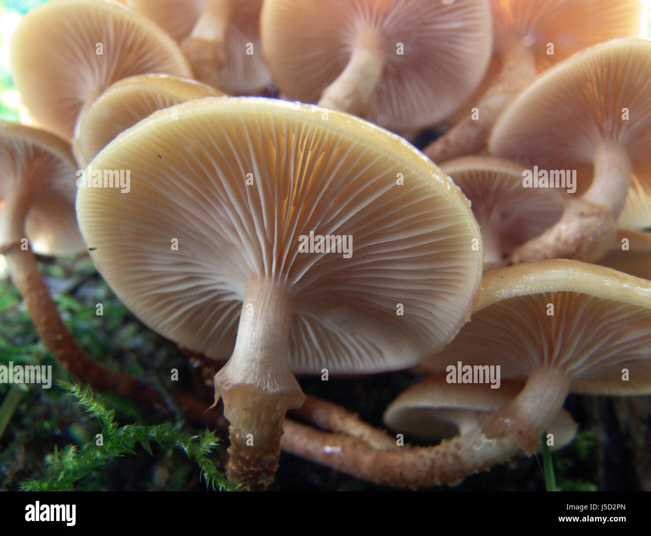 worms eye food aliment mushrooms snag mushroom fungus below blunt ...