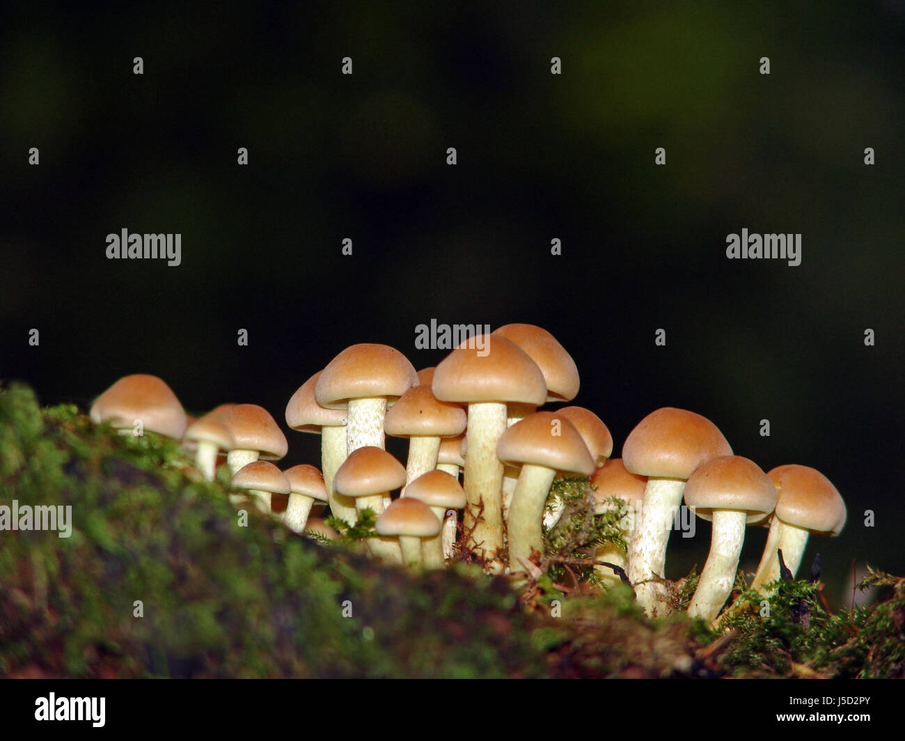 worms eye mushrooms snag mushroom fungus below toadstool blunt ...