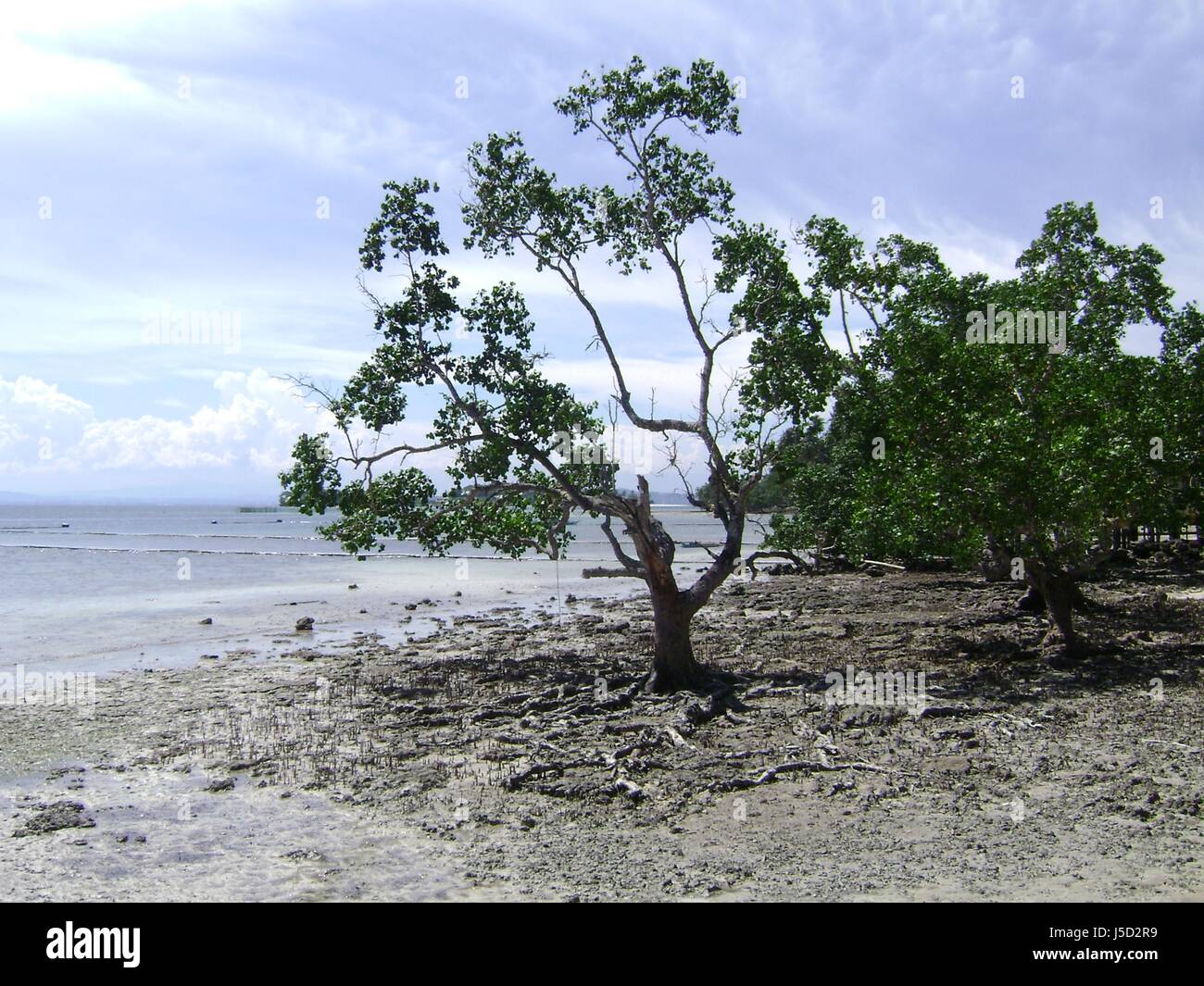Beach, water, ocean, sea, coconut, tall, trees, tall coconut, tropical ...