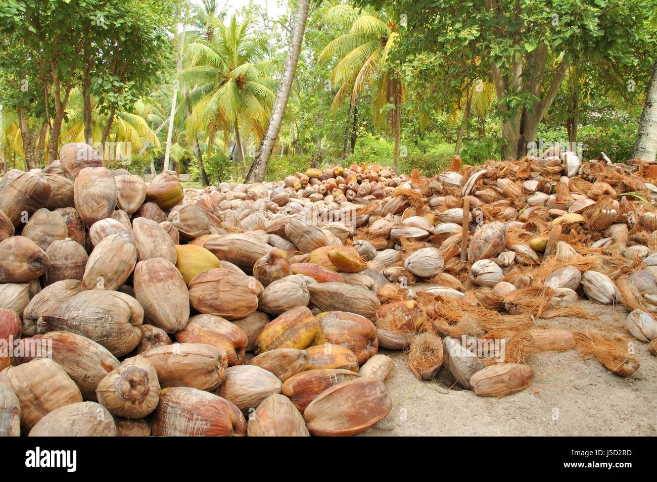 green africa palms palm tree coco seychelles coconut palmtrees plant ...
