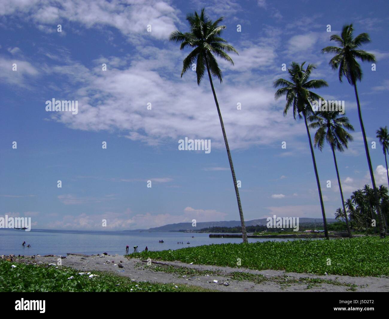 Coconut trees at roadside beach, General Santos City Tall coconut trees ...