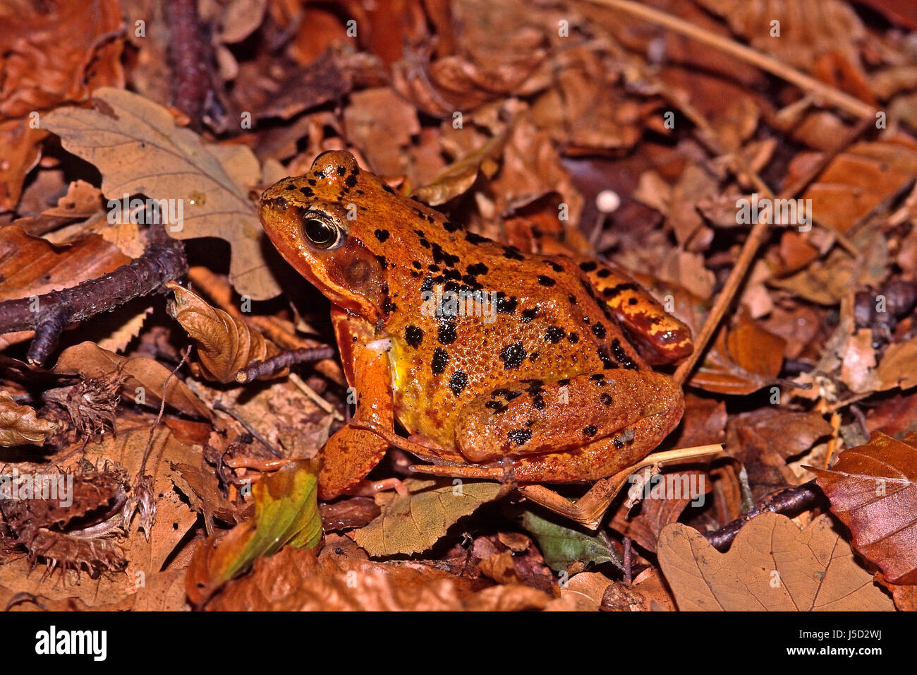 amphibians frog frogs autumn time leaves foliage grasfrosch rana ...
