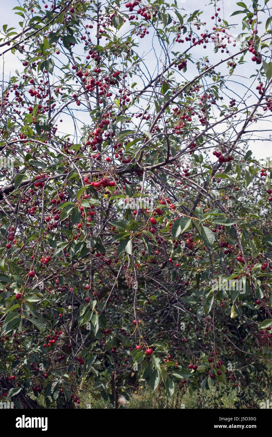 garden ripe branch fruit fruit-tree stalk stem gardens processing ...