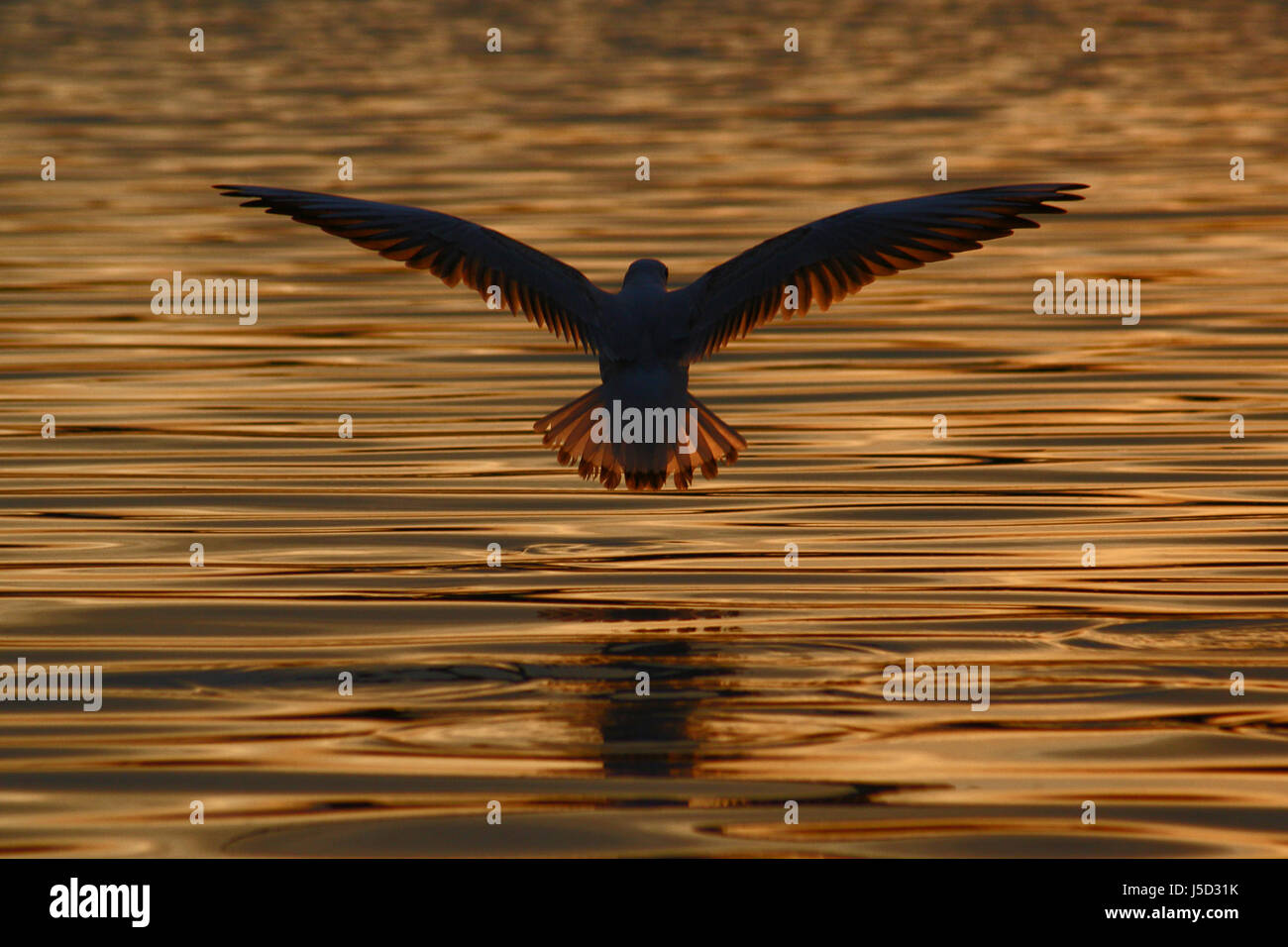 flight bird sunset birds wanderlust freedom liberty approach unison ...