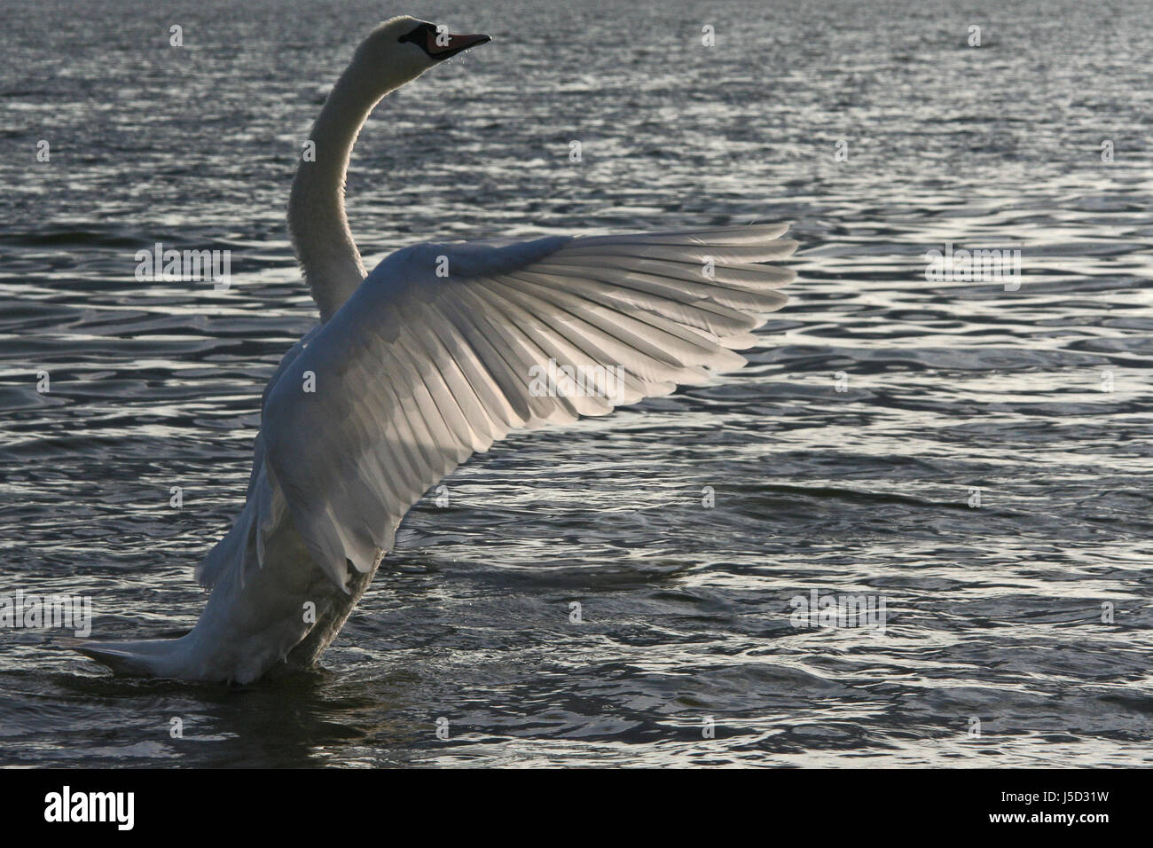 Silverwing hi-res stock photography and images - Alamy