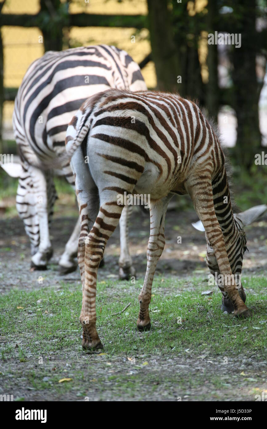animal mammal africa animals striated zebra mammals zebras horse foal ...