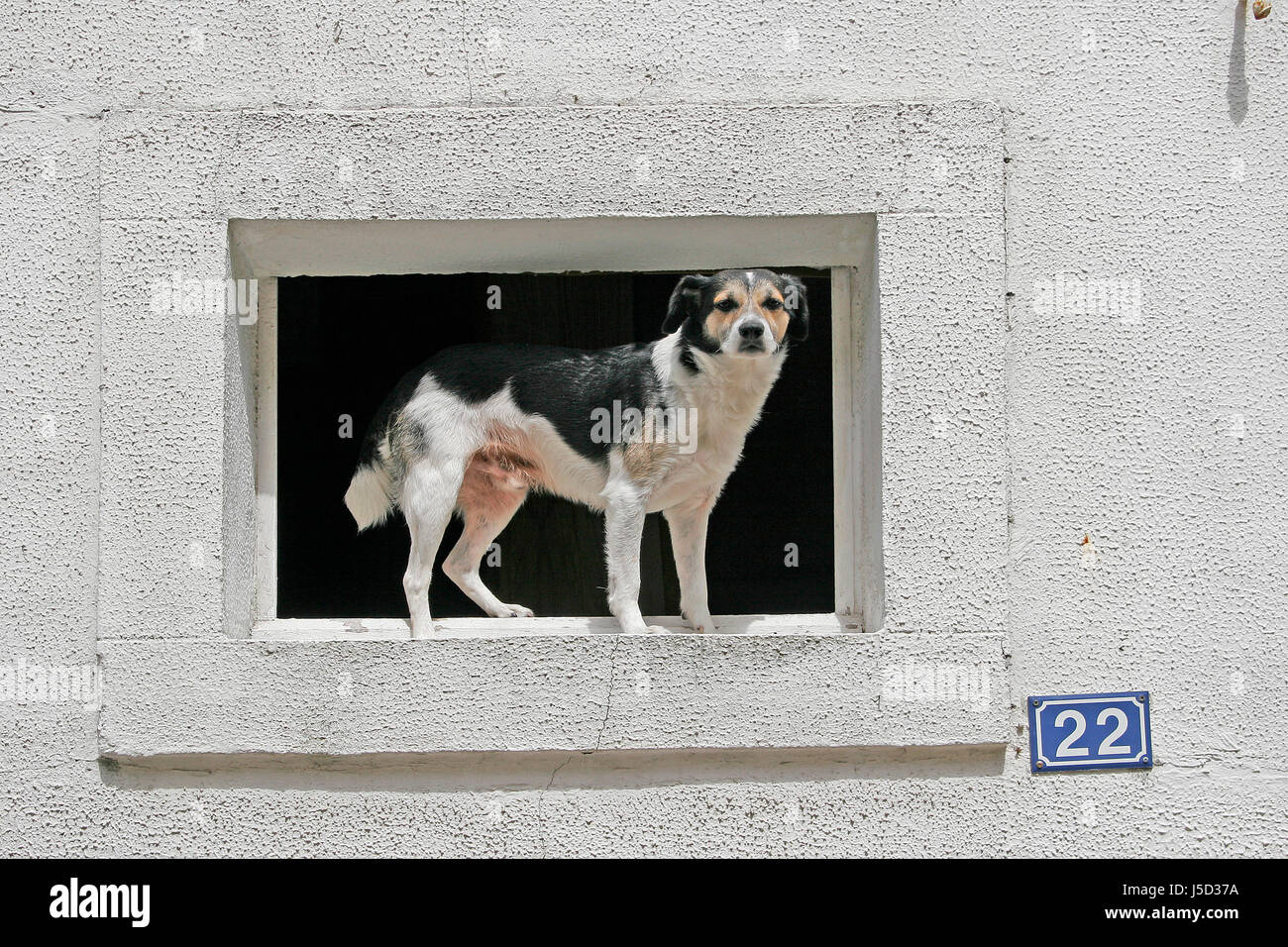 window porthole dormer window pane pets dogs france dog mongrel ...