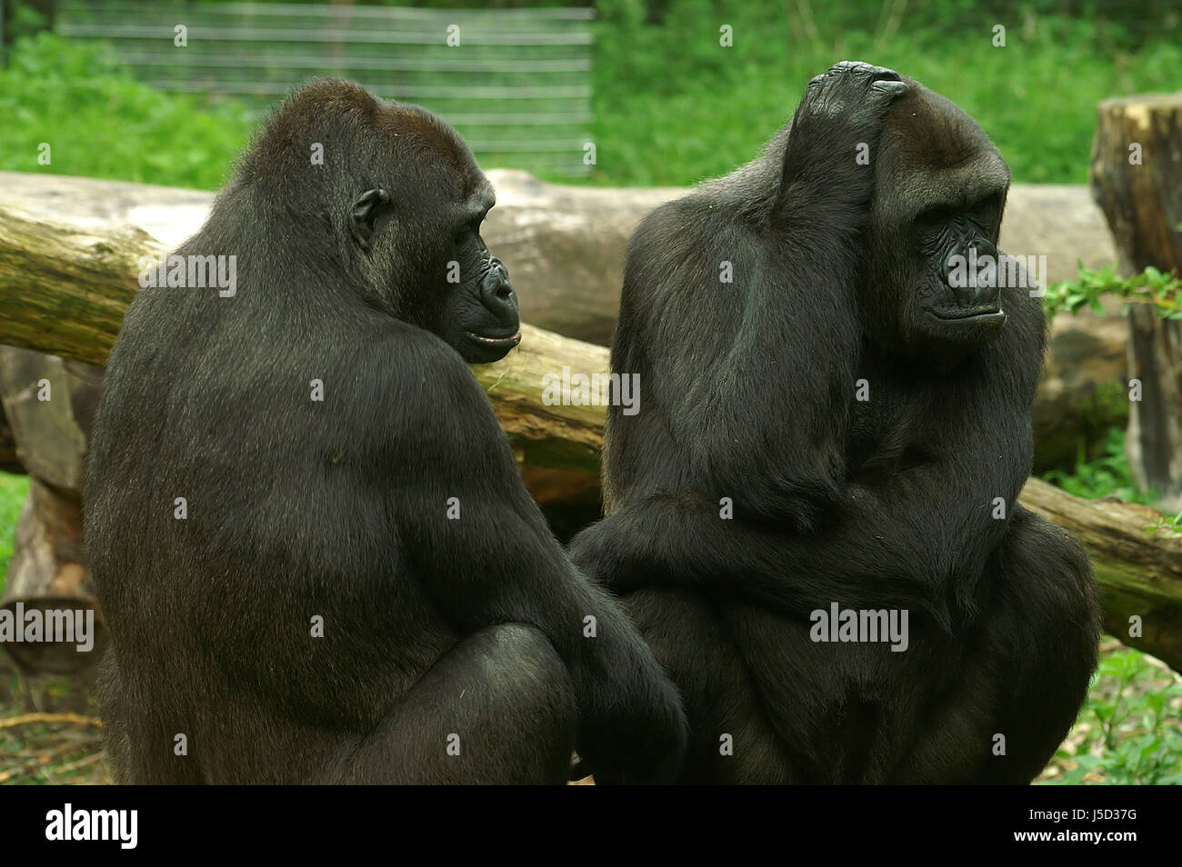 emotions sad apes sour domestic quarrel marriage life partnership ...