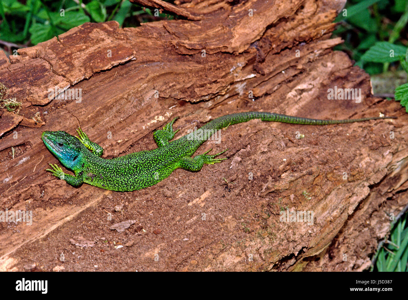 green lizard suns snag rotten lizards sunbathing smaragdeidechse ...