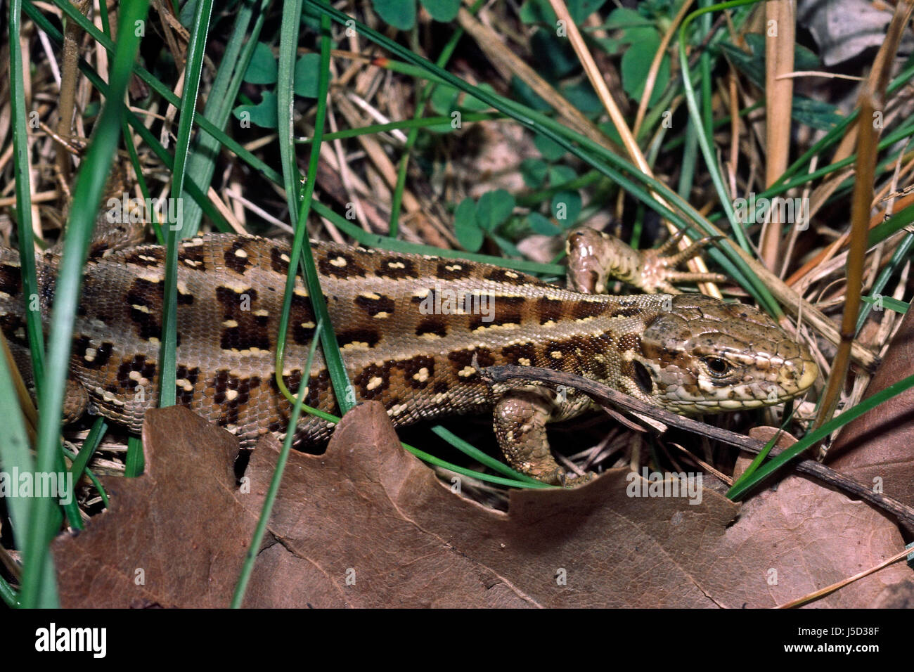 brown brownish brunette lizard camouflage hidden female lizards ...