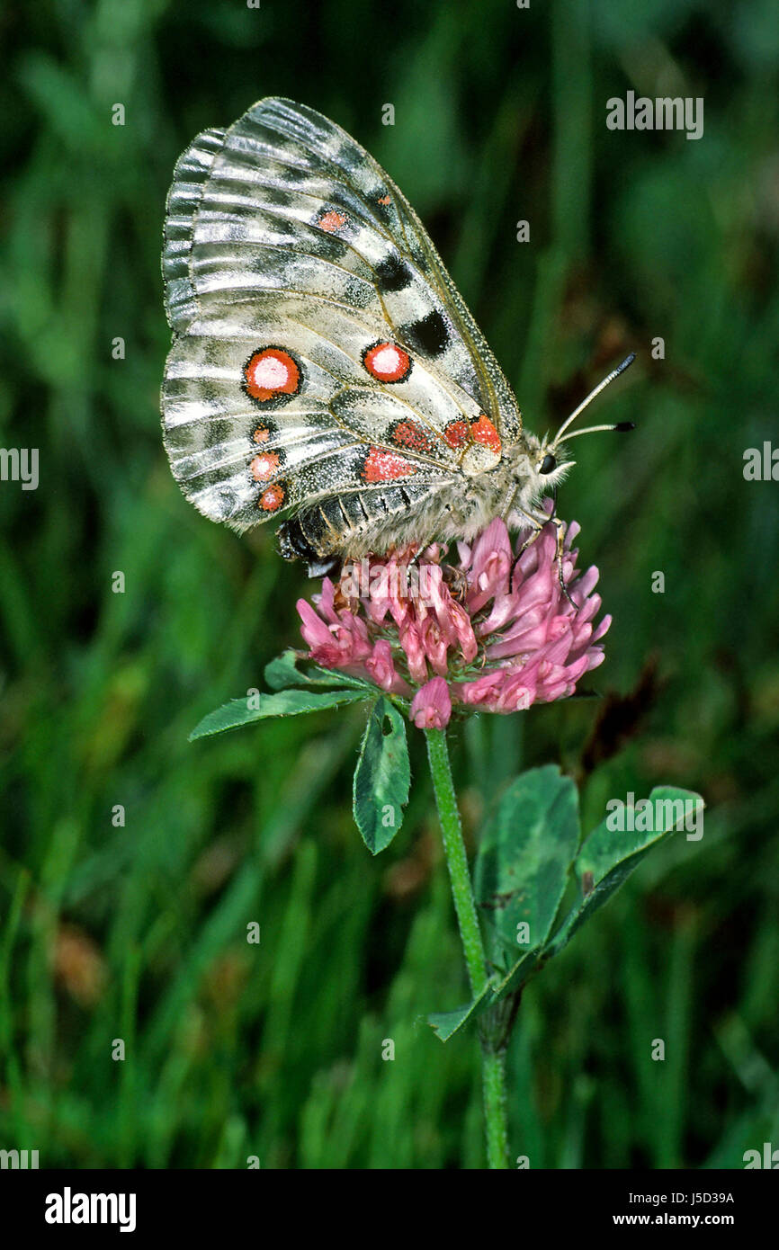 parnassius apollo,apollo,apollo butterfly Stock Photo - Alamy
