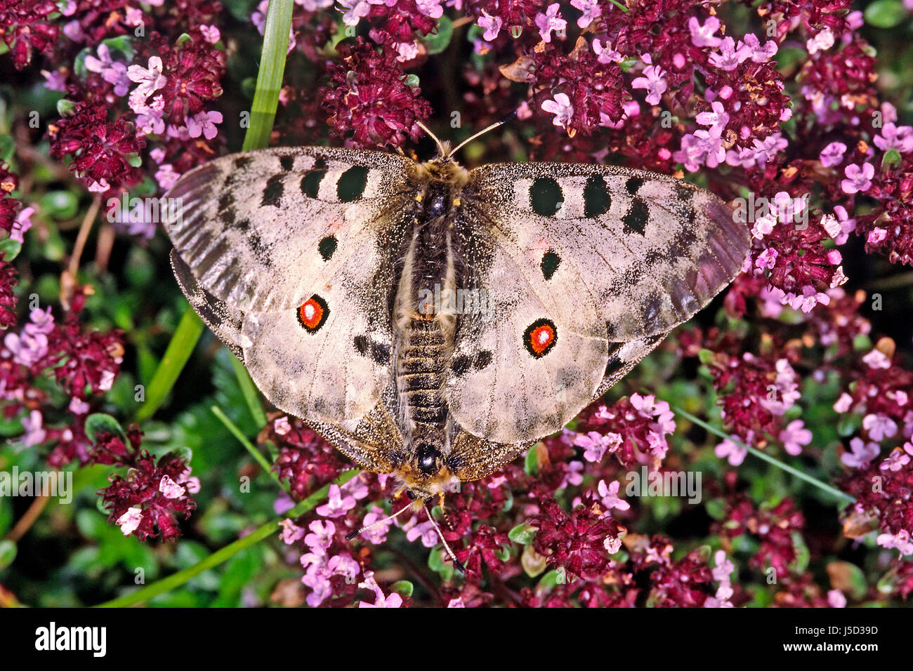 parnassius apollo,apollo,apollo butterfly Stock Photo - Alamy