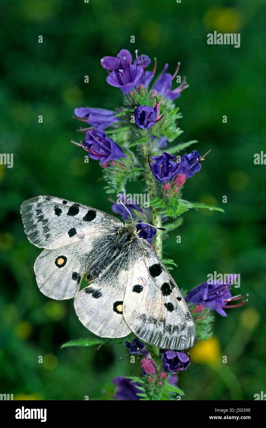 parnassius apollo,apollo,apollo butterfly Stock Photo - Alamy