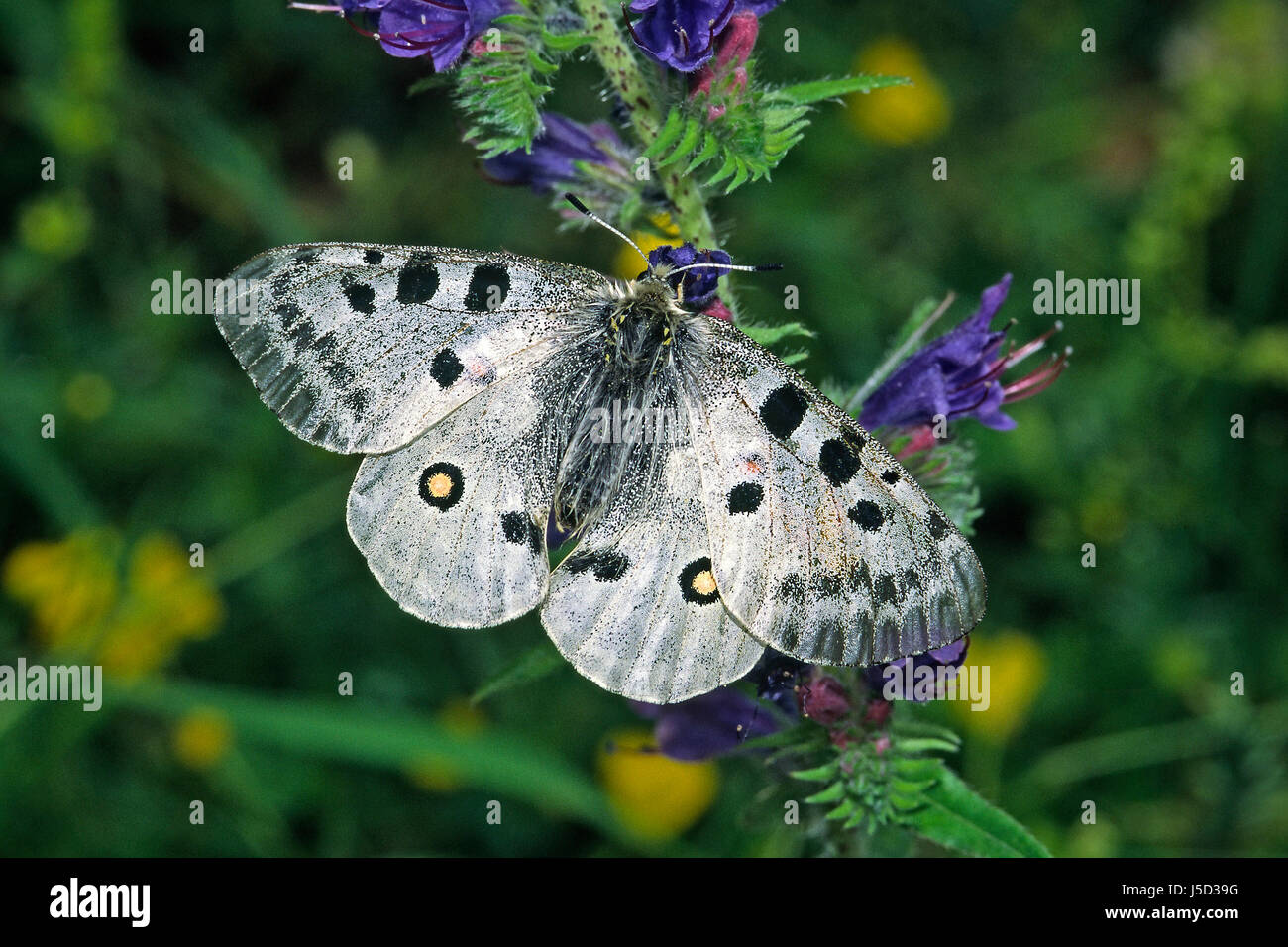 parnassius apollo,apollo,apollo butterfly Stock Photo - Alamy