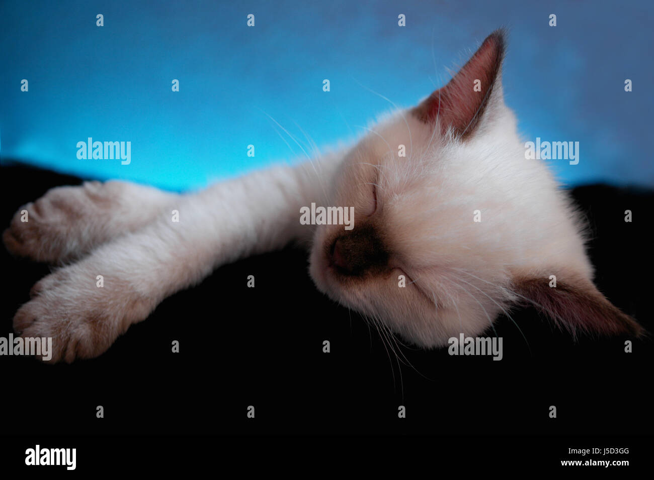 Bobby the cat hi-res stock photography and images - Alamy