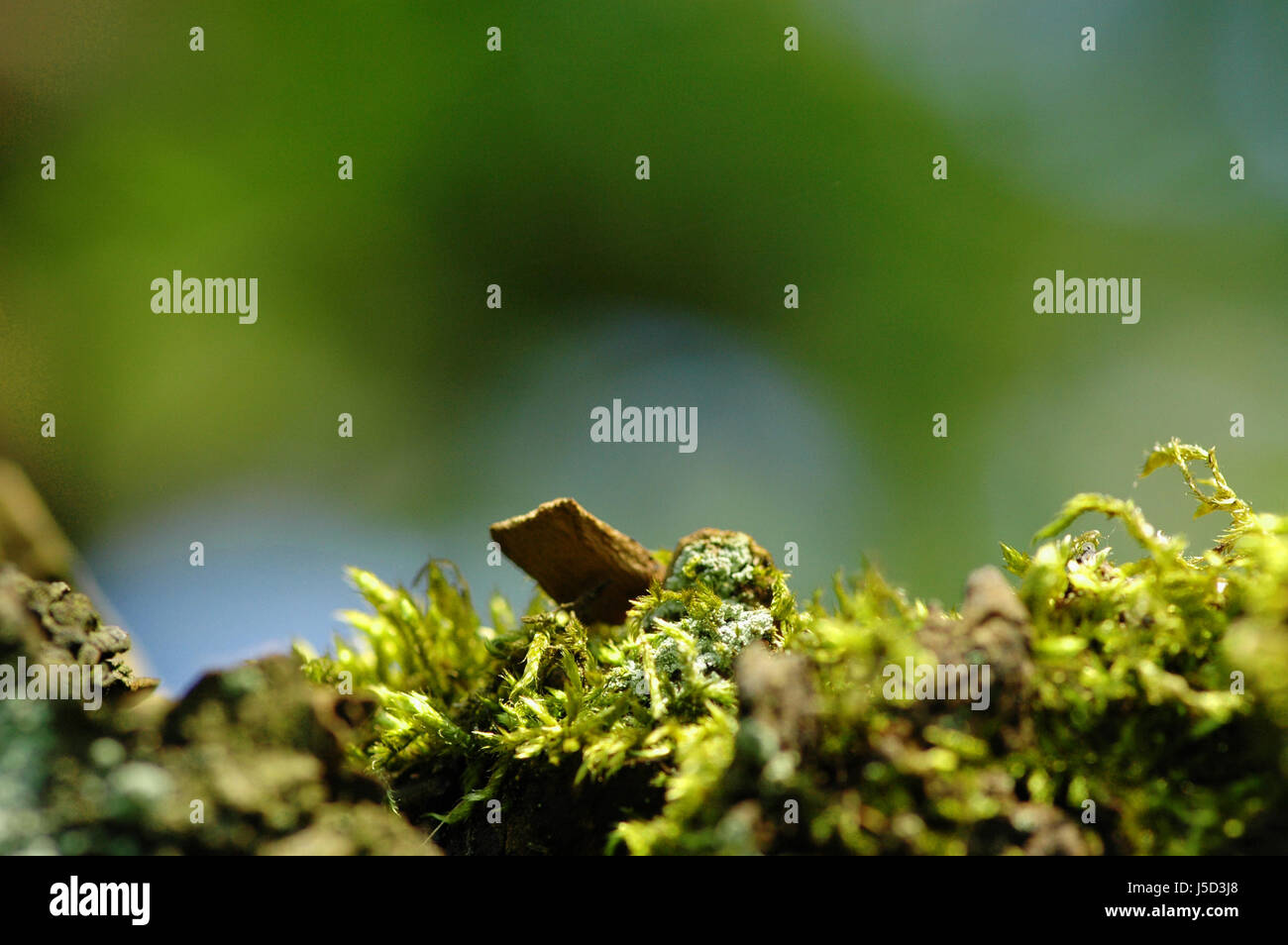 Moosflechte hi-res stock photography and images - Alamy