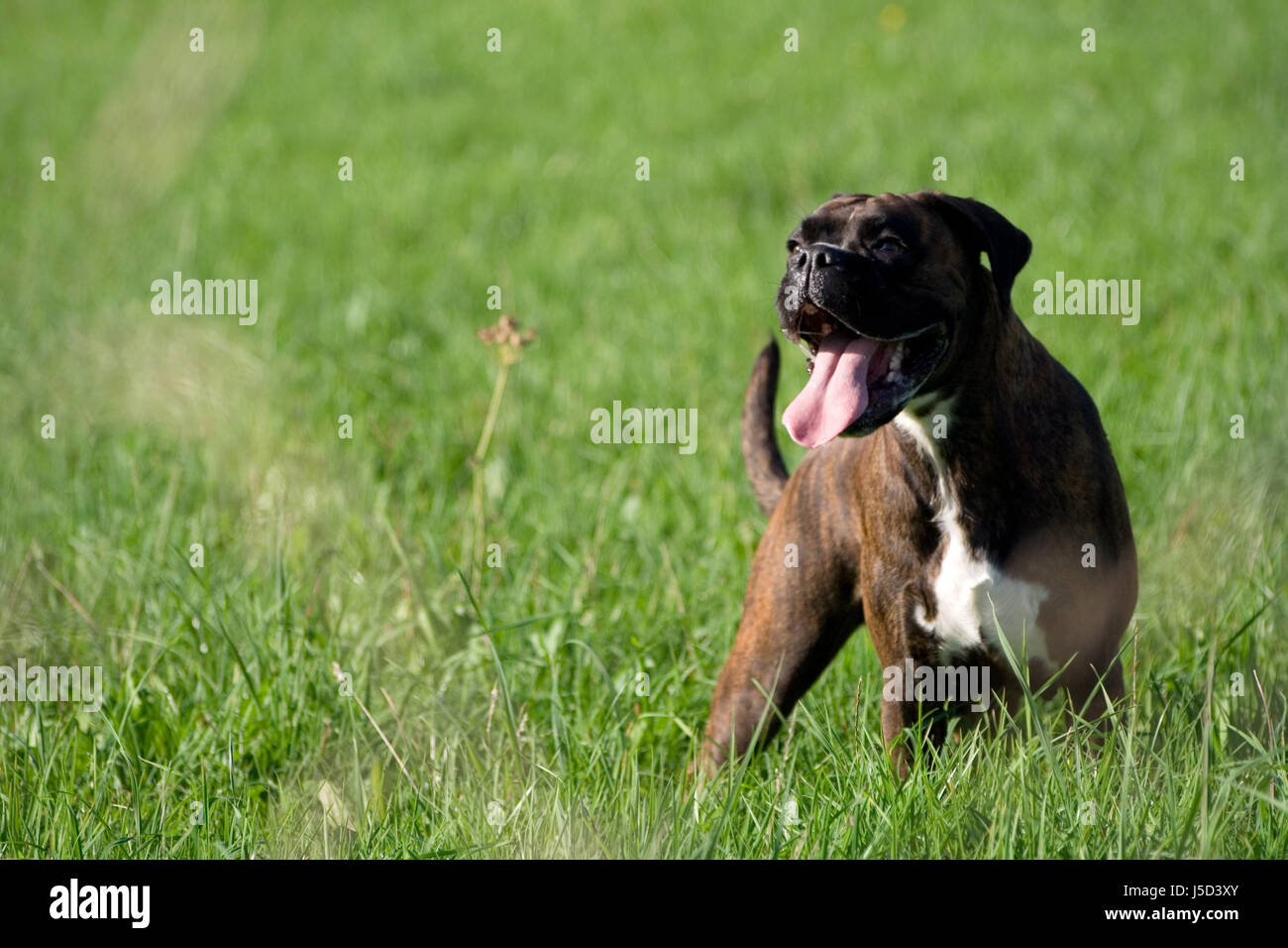 purebred boxer on a meadow Stock Photo - Alamy