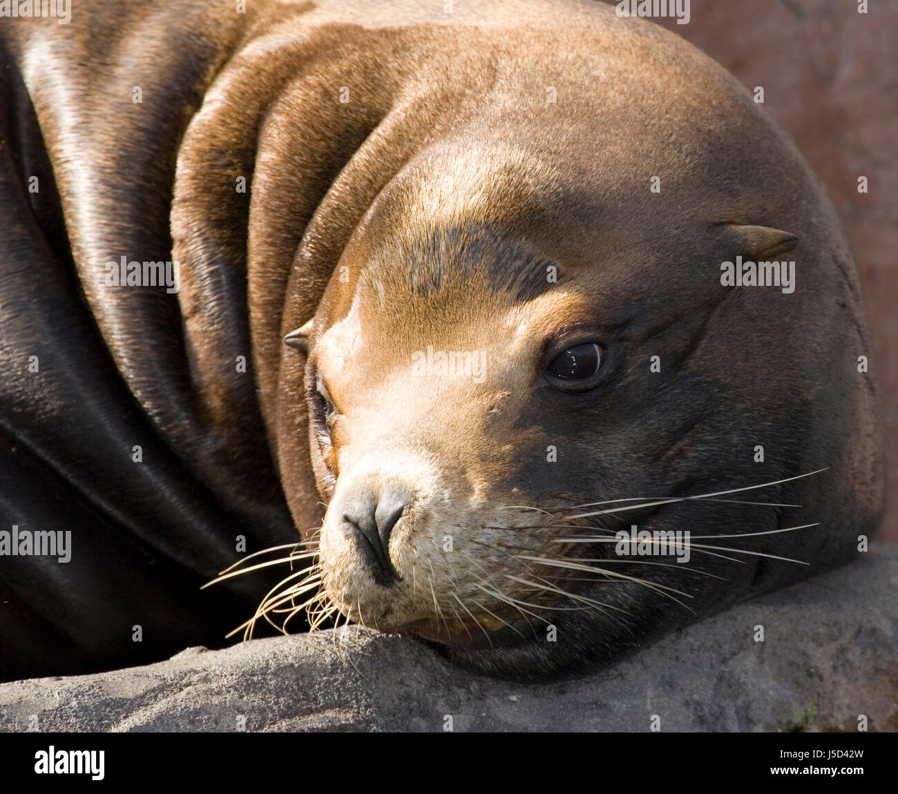 See robbe hi-res stock photography and images - Alamy