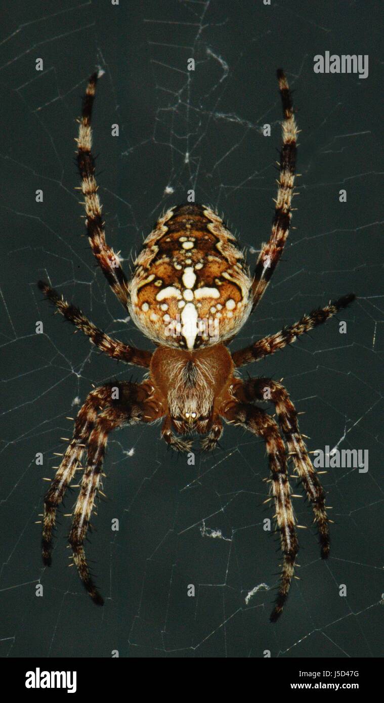 Spinnenartige hi-res stock photography and images - Alamy