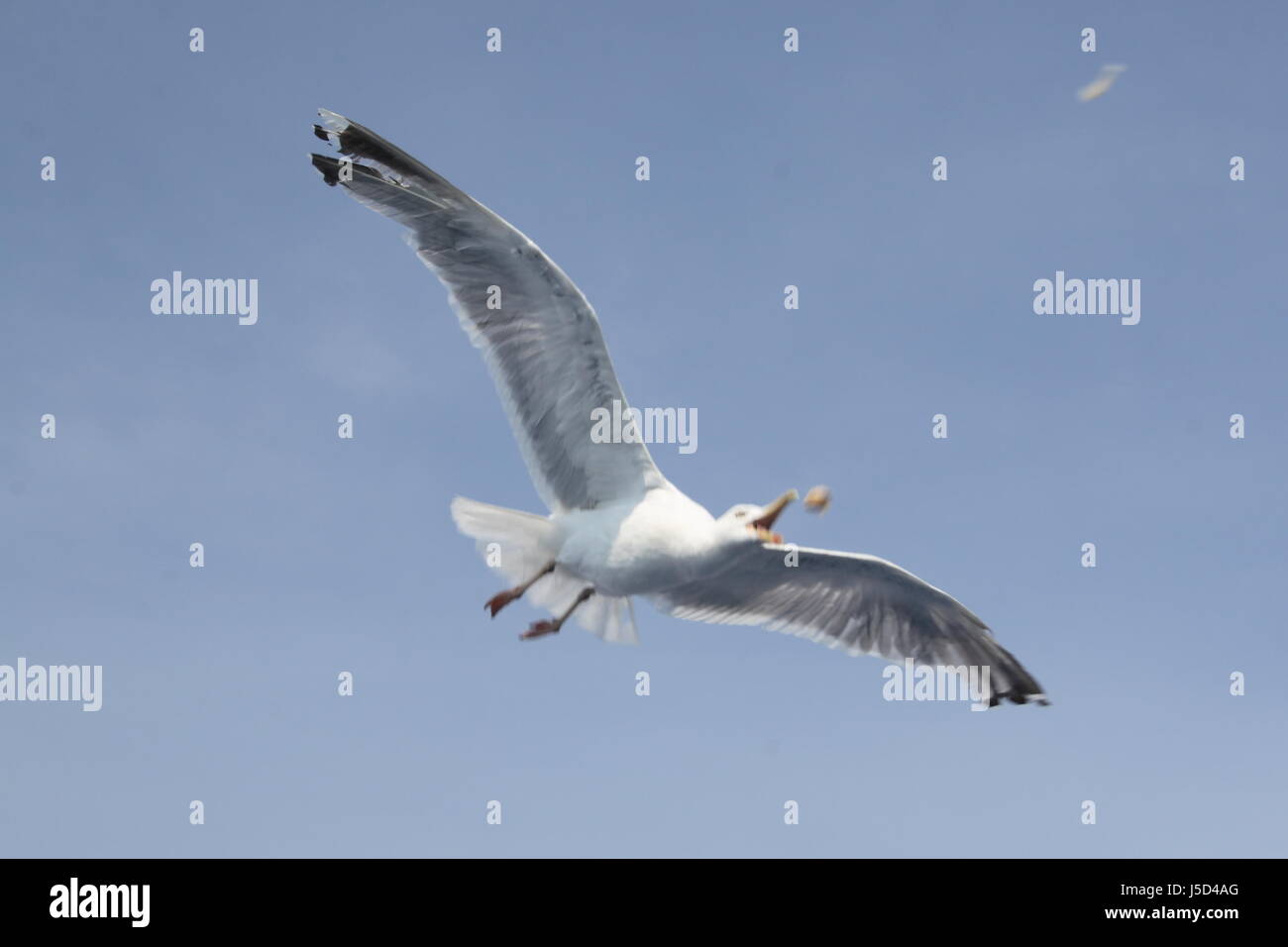 lining catch in flight Stock Photo - Alamy