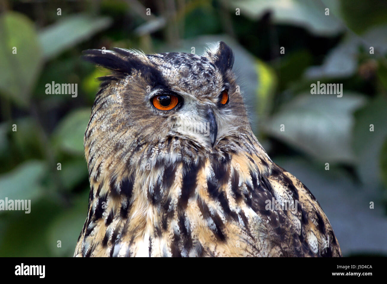 bird birds eyes look glancing see view looking peeking looking at ...