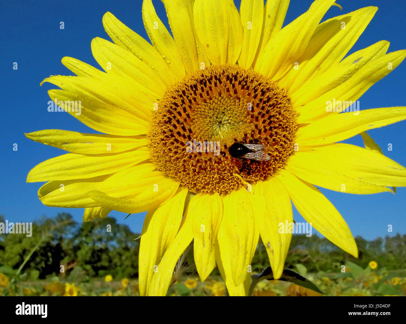 blue summer summerly flower sunflower plant firmament sky shine shines ...