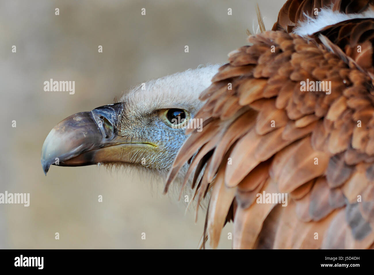profile portrait raptor perspective prospect lateral beak vulture ...