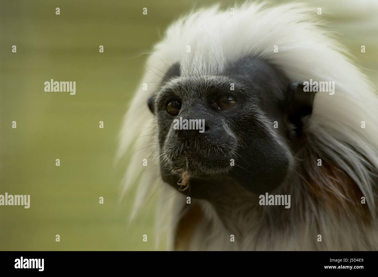portrait monkey animal portrait look glancing see view looking peeking ...