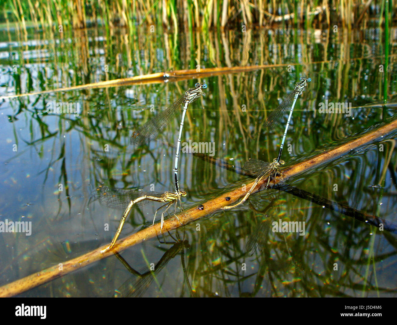 insect insects wedding marriage marriage ceremony wedding ceremony life ...