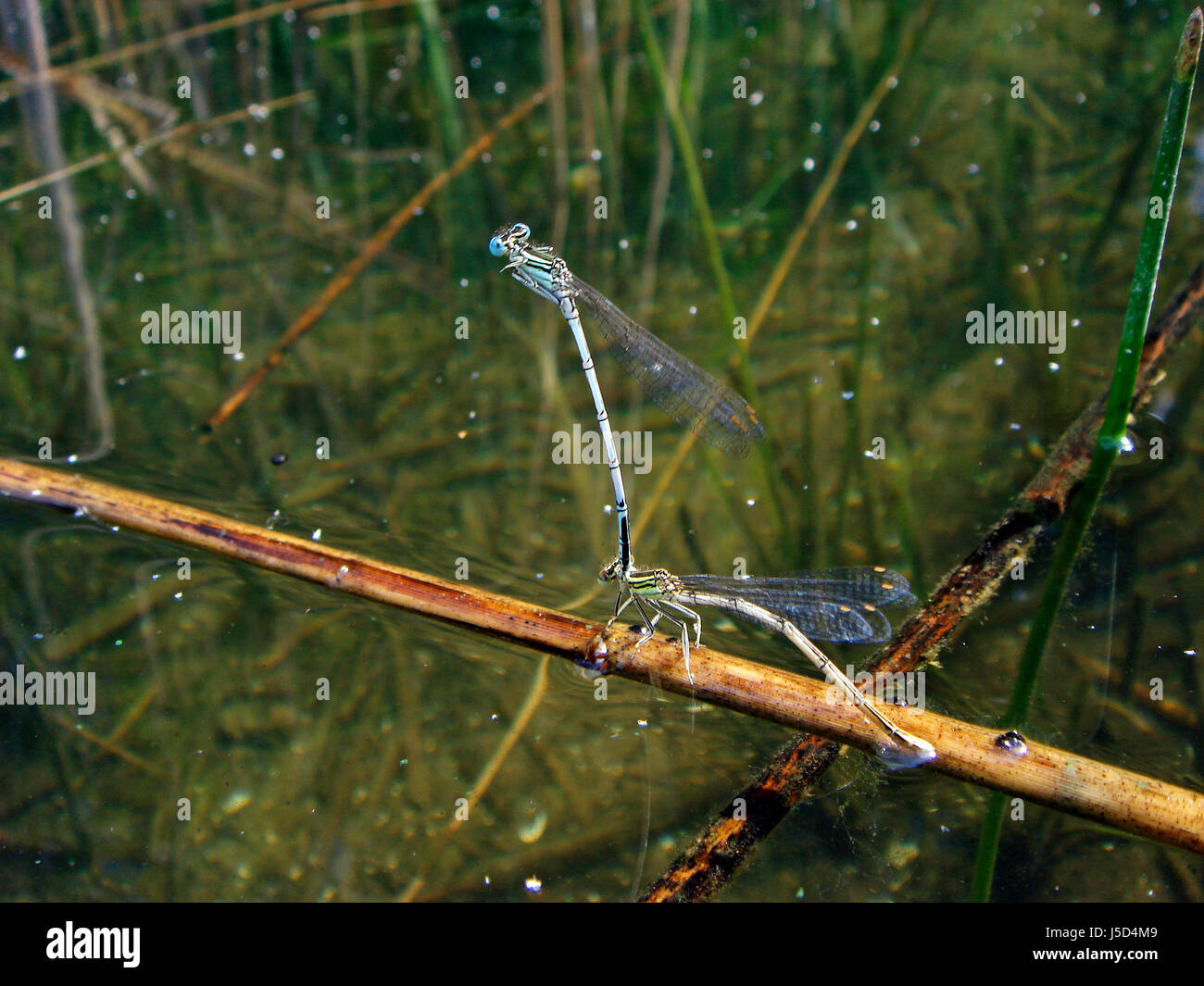 insect insects wedding marriage marriage ceremony wedding ceremony life ...