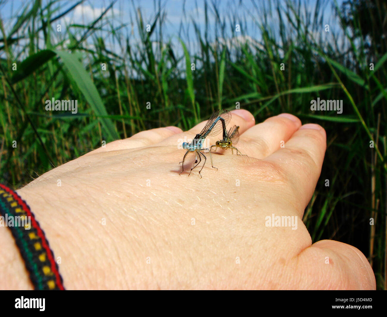 hand insect insects wedding marriage marriage ceremony wedding ceremony ...