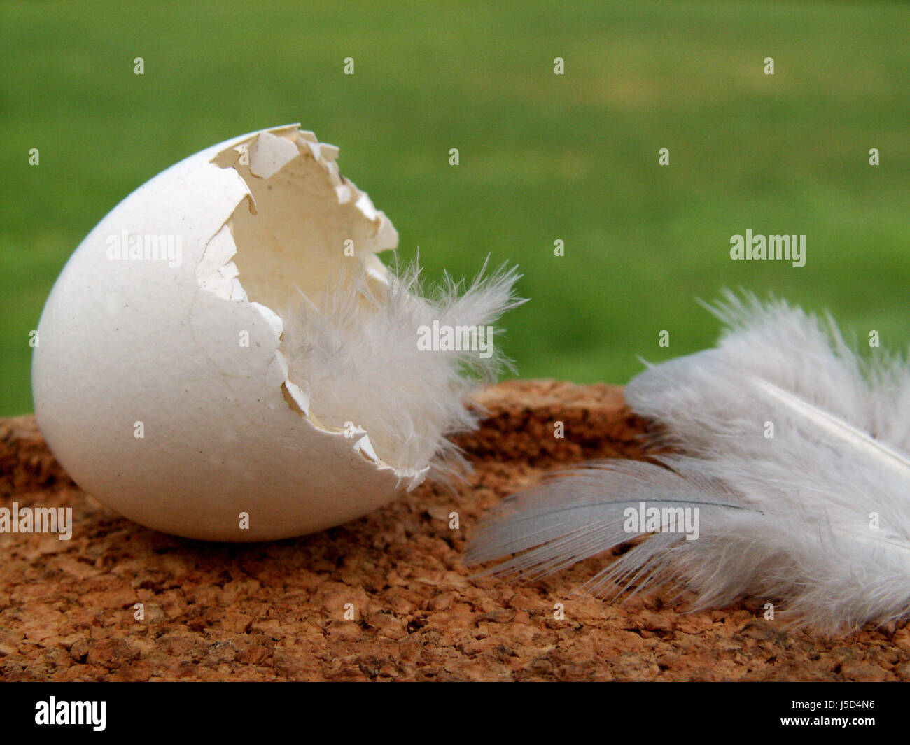 feathers slipt egg slip downy feather come out feather down nature move ...