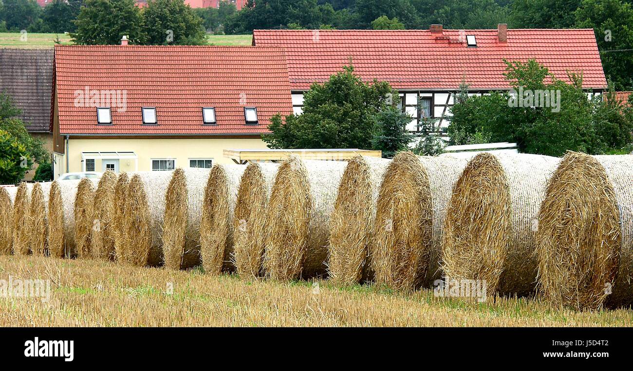 wait waiting agrarian agriculture farming field summer summerly grain ...
